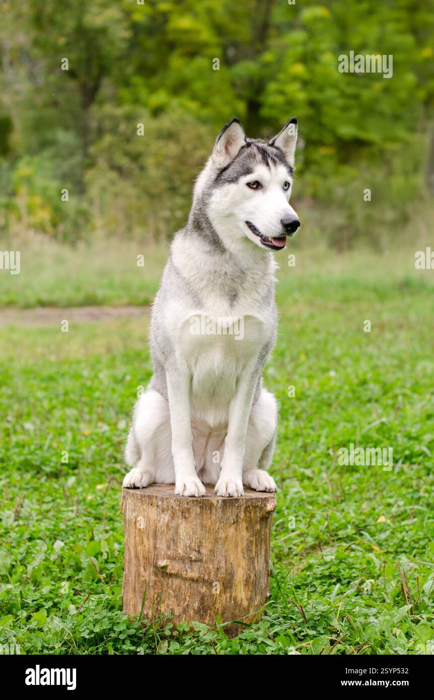 Husky sitting on tree stump in lush forest. Dogs gaze focused, ears ...