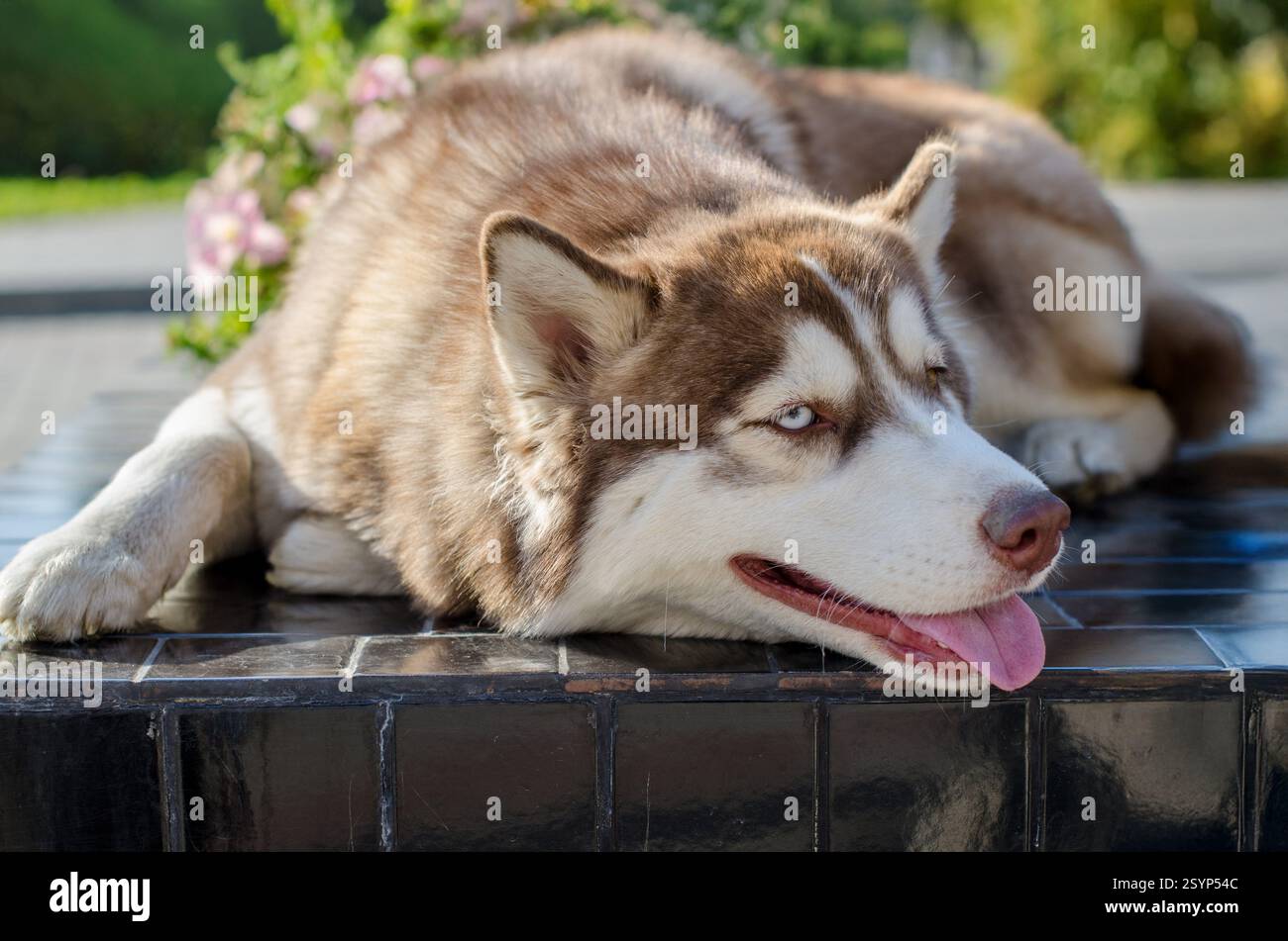 Husky lying on glossy black tiles under daylight sun. Brown and white ...