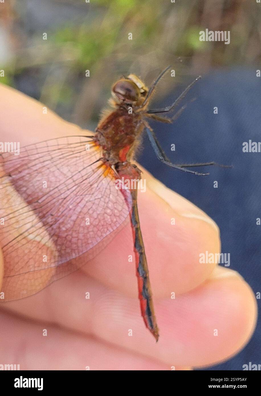 Cherry-faced Meadowhawk (Sympetrum internum), Insecta, Franklin County ...