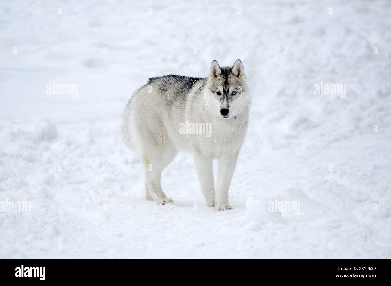 Majestic wolf stands alone in snowy setting, surrounded by pure white ...
