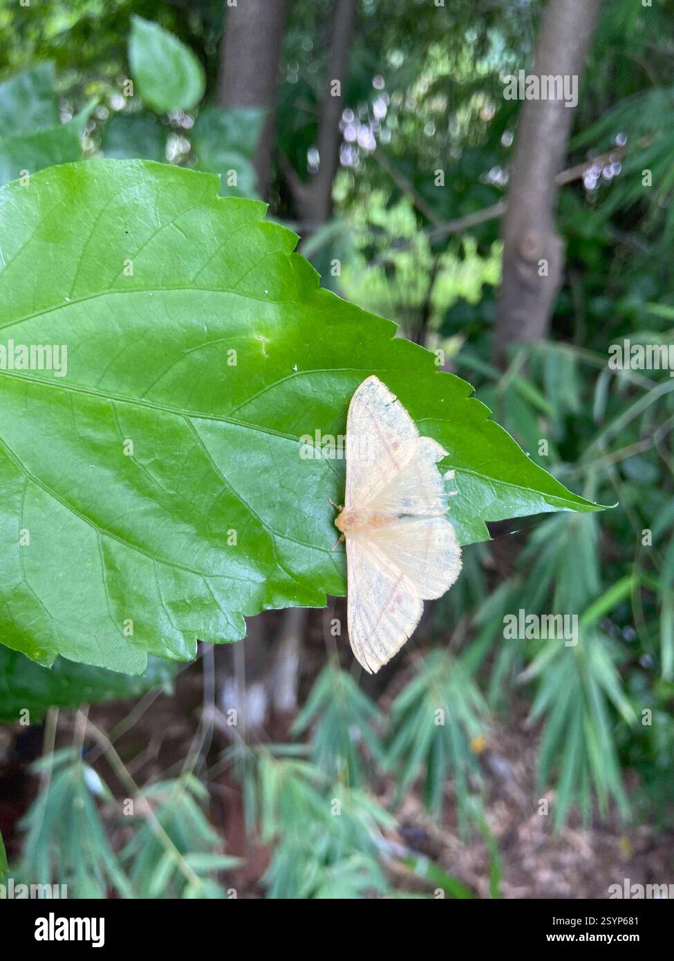 Eupterote hi-res stock photography and images - Alamy