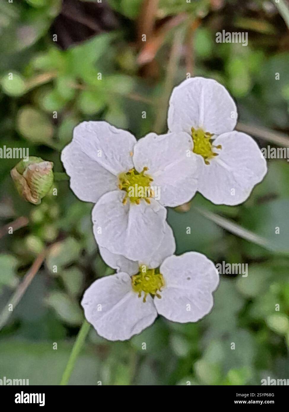 Water-Plantain family (Alismataceae), Plantae, Paraguay Stock Photo - Alamy