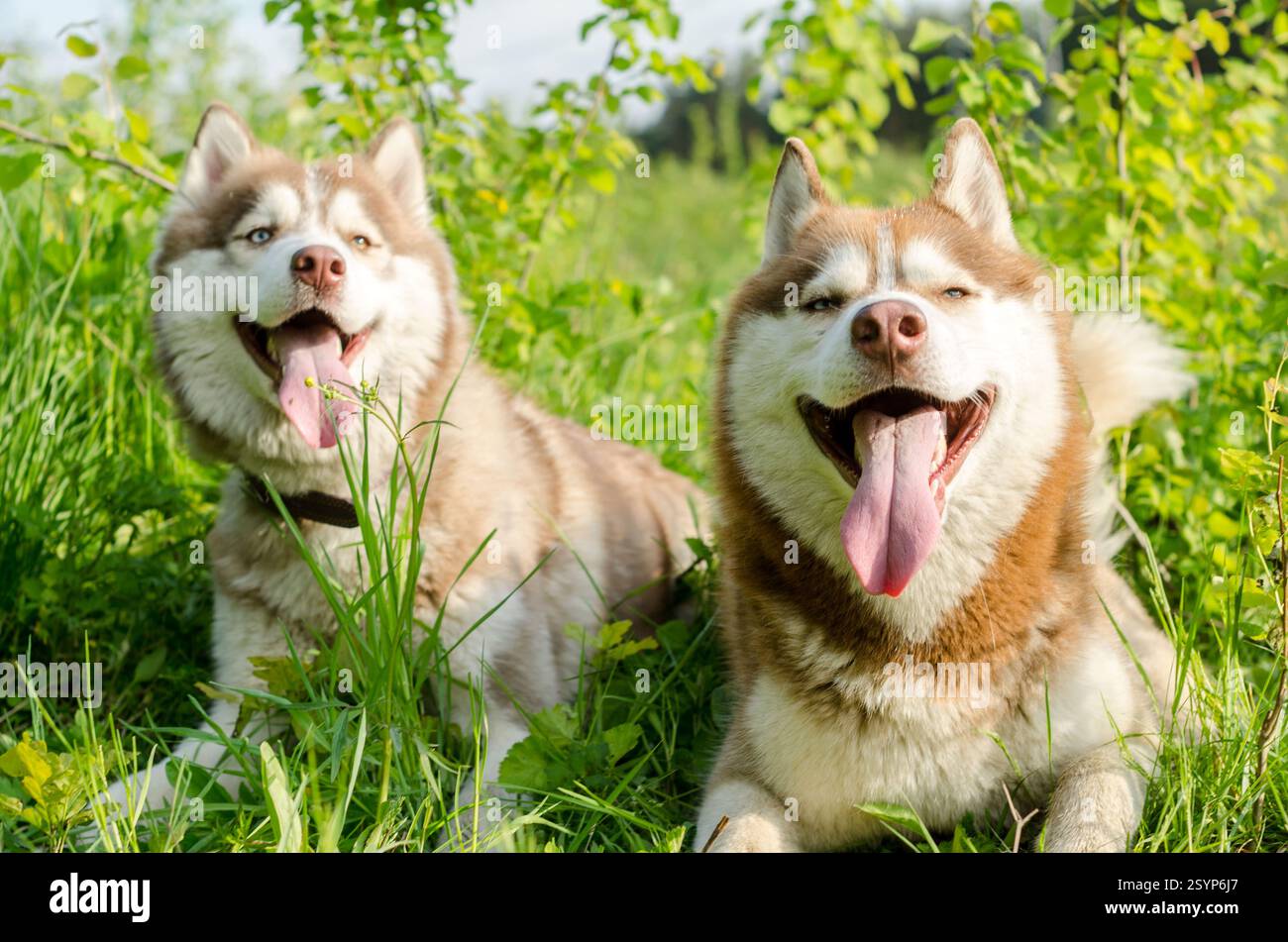 Two siberian huskies relax amidst tall grass in sunlit field. Bright ...