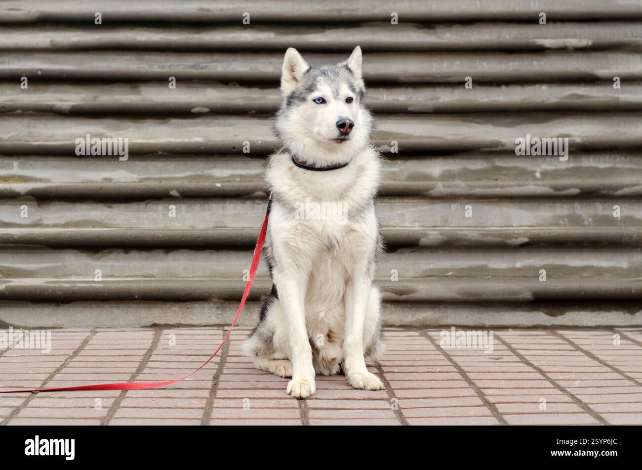 Grey and white husky sits alert on brick path. Background features worn ...