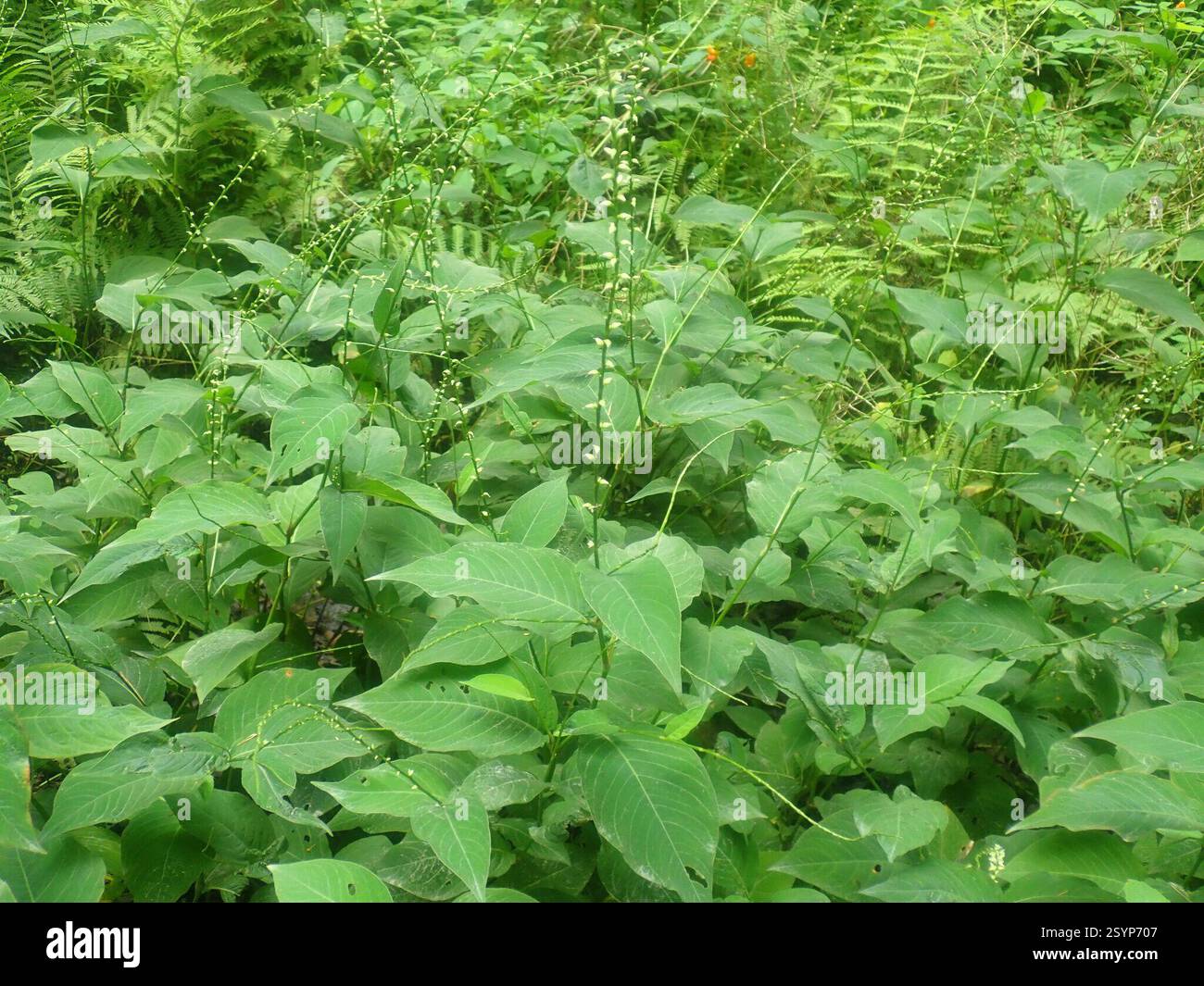 American jumpseed (Persicaria virginiana), Plantae, Colrain, MA, USA ...