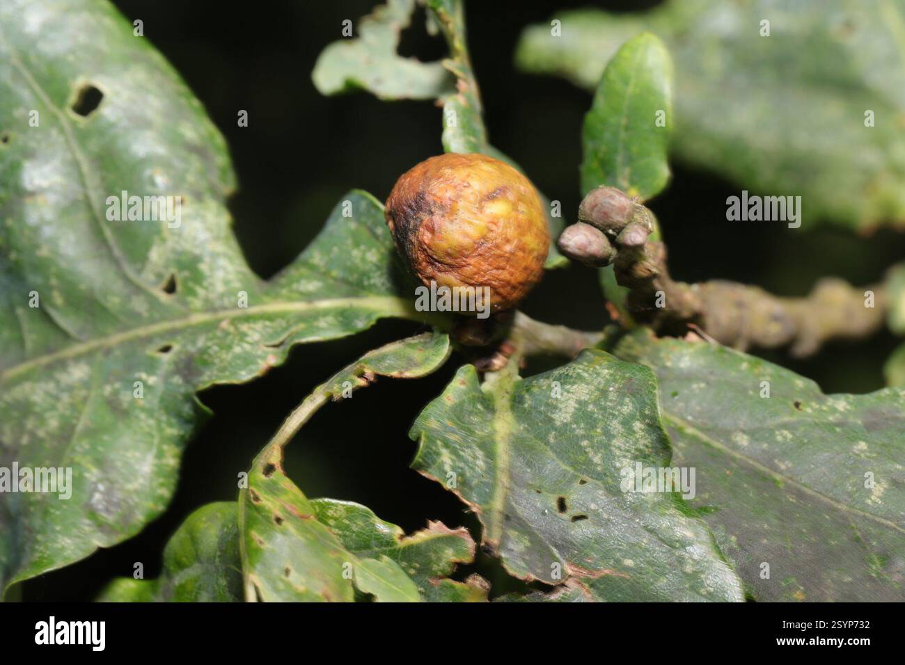 Oak Marble Gall Wasp (Andricus kollari), Insecta, Burtonwood Nature ...