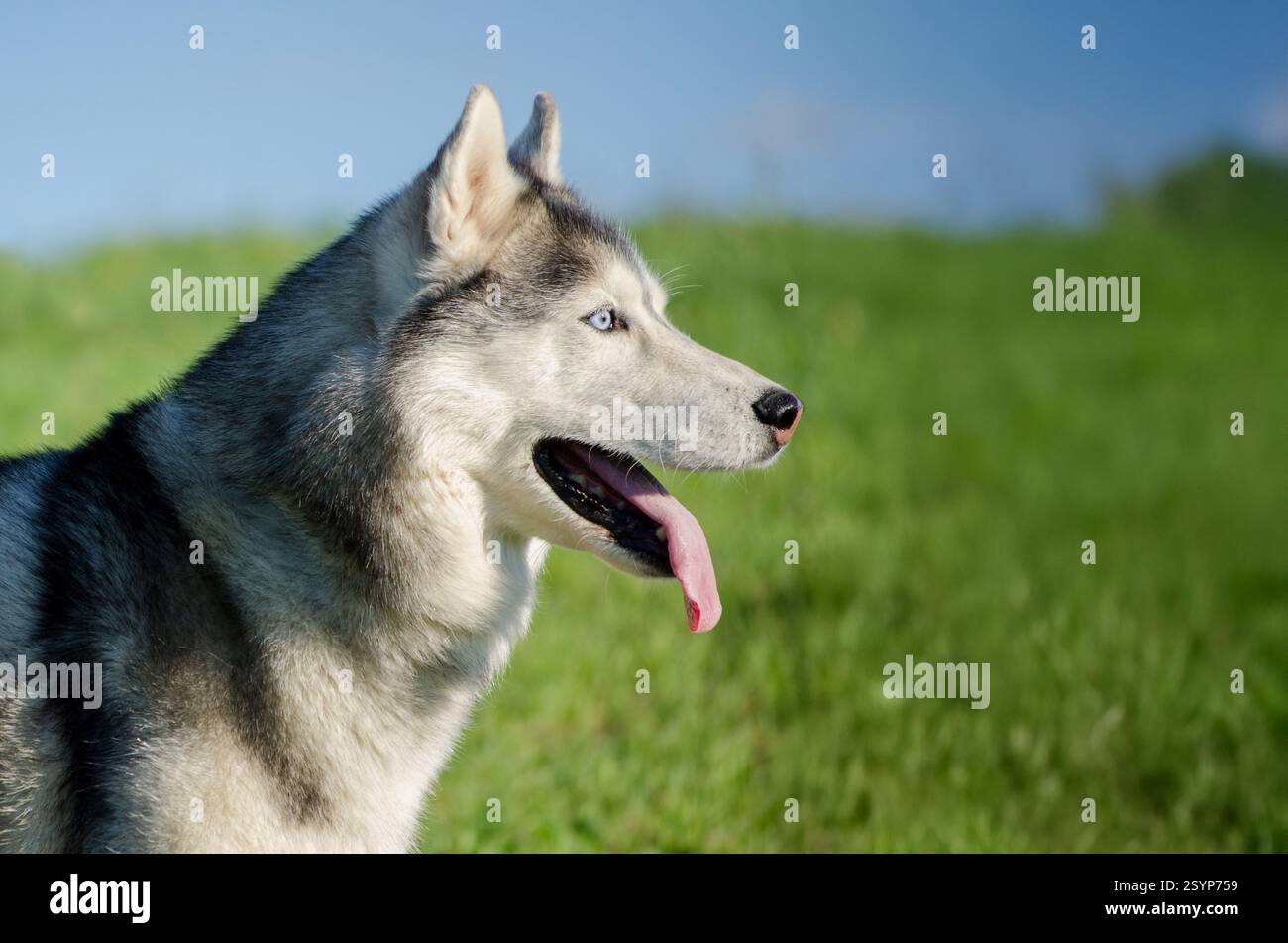 Siberian husky with striking blue eyes stands on lush green field ...