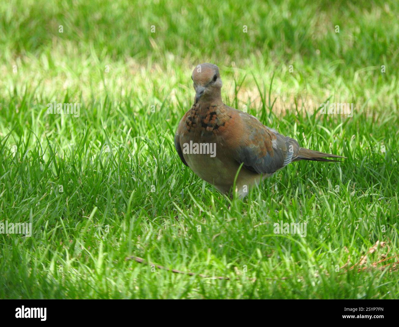 Laughing Dove (Spilopelia senegalensis), Aves, Marsa Alam, Red Sea ...