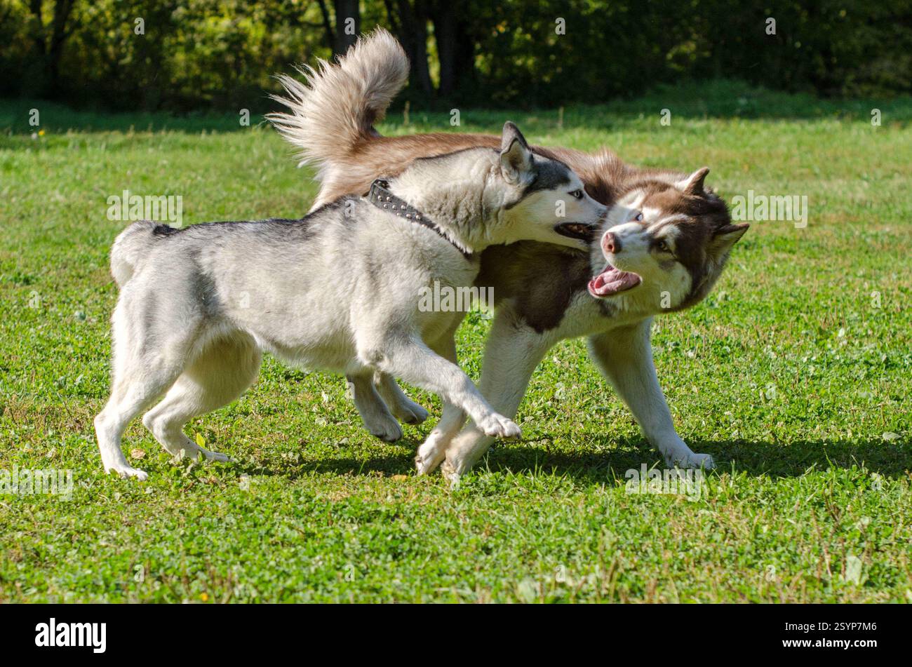 Two huskies joyfully play on vibrant green lawn under clear blue skies ...