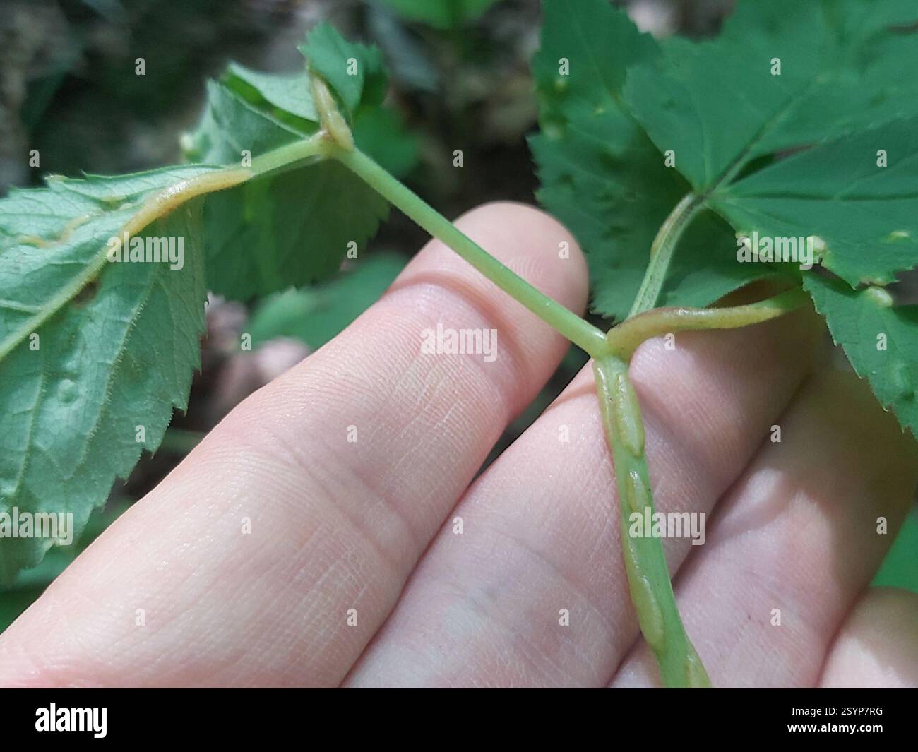(Protomyces macrosporus), Fungi, 28410, Lietuva Stock Photo - Alamy