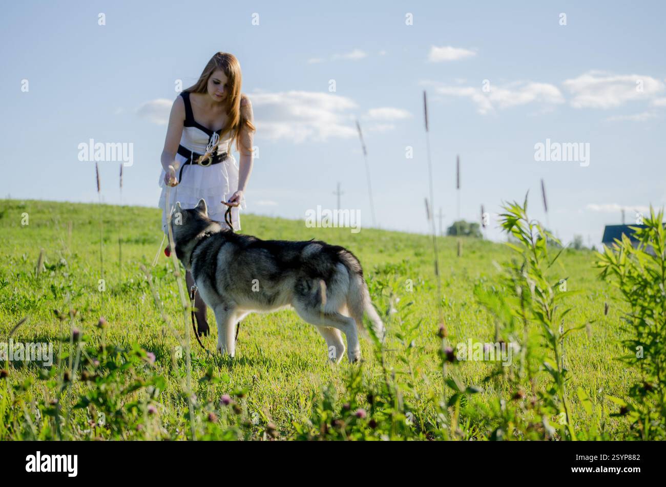 Young woman with long brown hair petting husky in sunlit green field ...