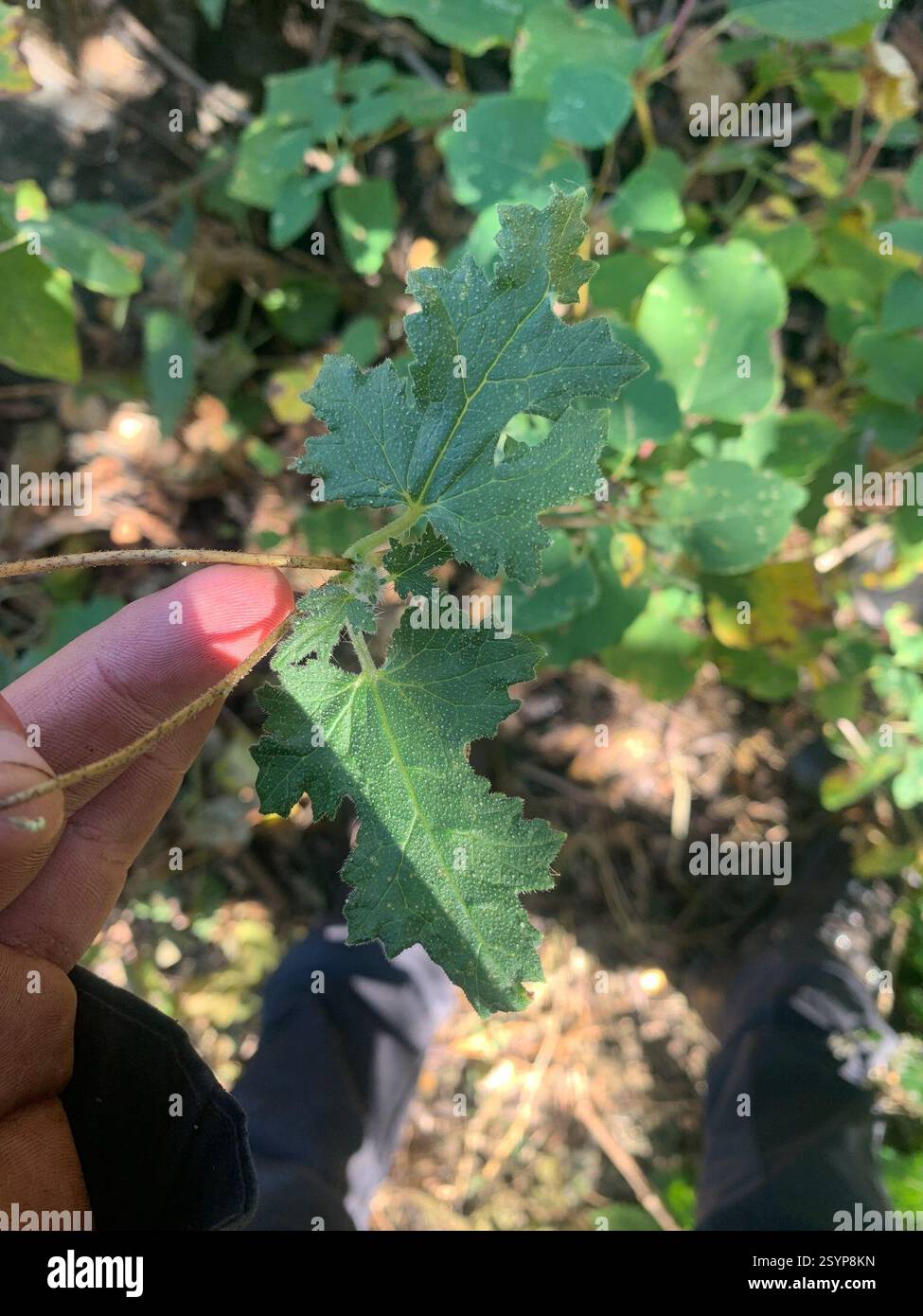 (Caiophora cirsiifolia), Plantae, Departamento de Lima, PE Stock Photo ...