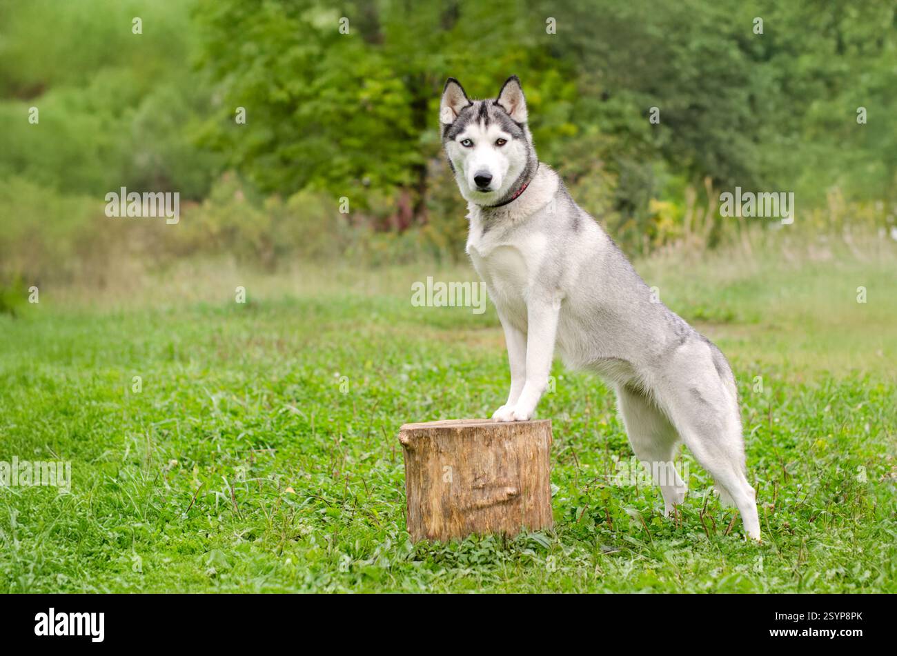 Husky with striking blue eyes confidently stands on tree stump in ...