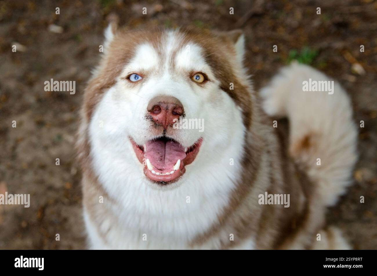Husky with striking heterochromatic eyes looking up with open mouth ...