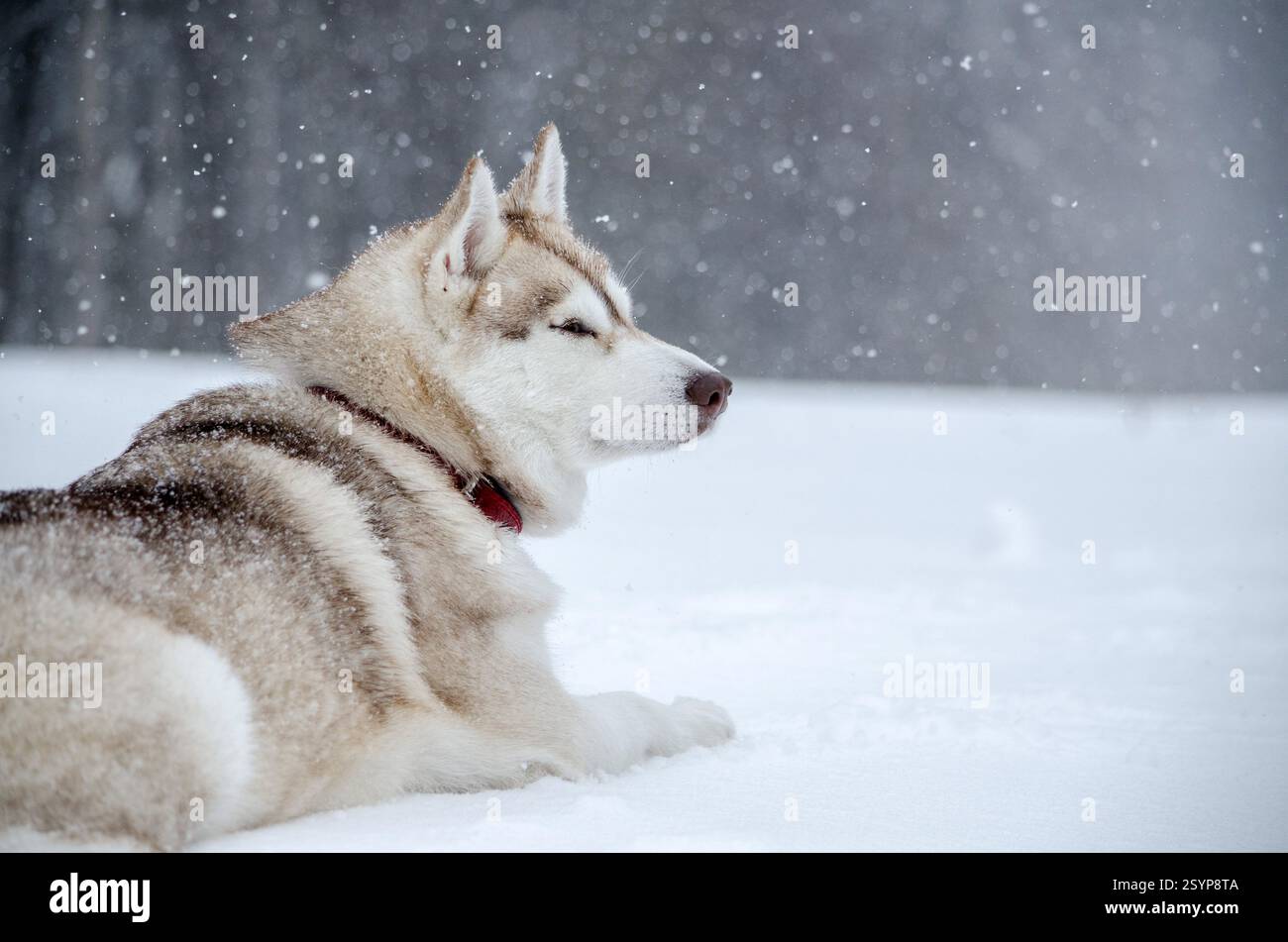 Husky rests in snowy field, eyes closed, surrounded by gentle snowfall ...