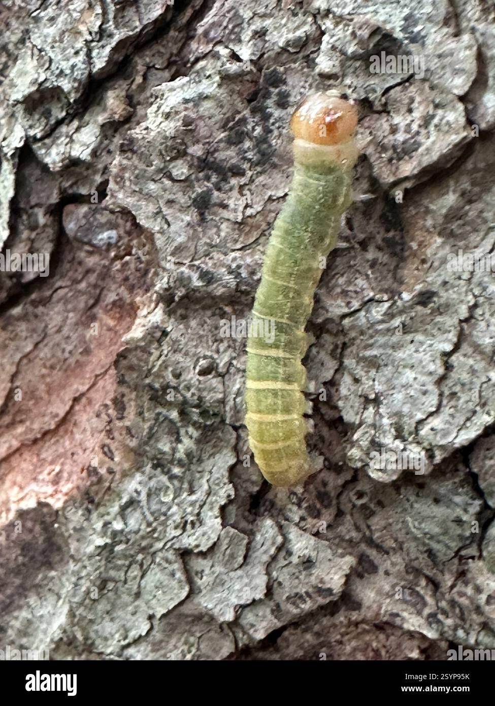 Cutworm Moths and Allies (Noctuidae), Insecta, Humber Arboretum ...