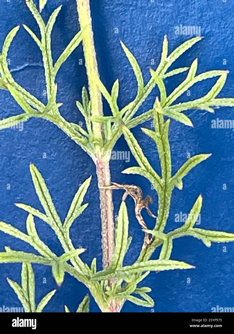 South American mock vervain (Glandularia aristigera), Plantae, SR-12 ...