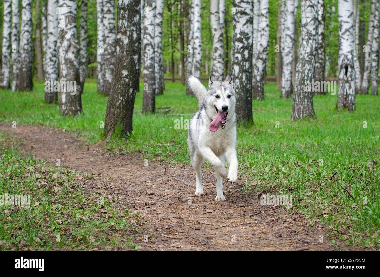 Siberian husky in mid-stride, running along narrow dirt path ...