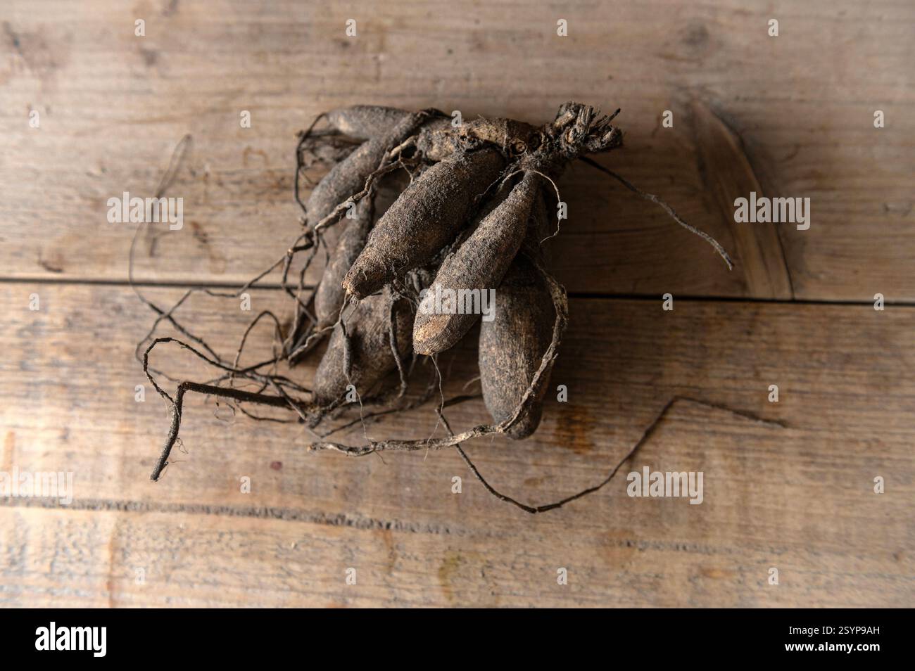 General stock. Gardening. Dahlia tubers on a work top before planting ...