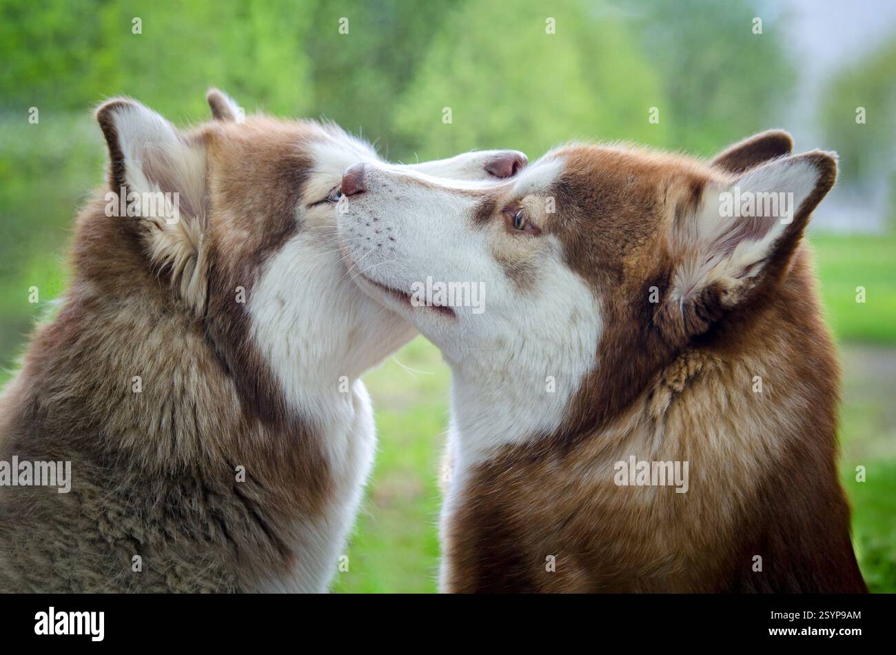 Two calm huskies in spring hi-res stock photography and images - Alamy