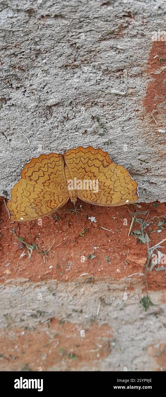 Common Castor Butterfly (Ariadne merione), Insecta, 848/6, Fort Kengeri ...