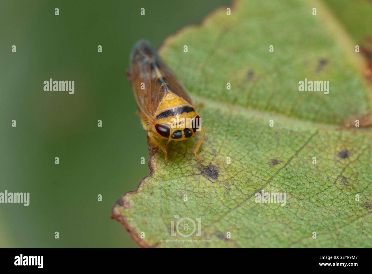 (Eutettix pictus), Insecta, Jennings State Forest Stock Photo - Alamy