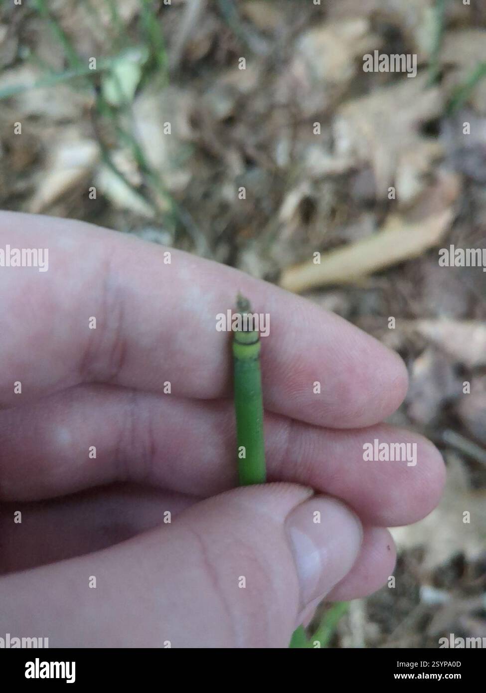 horsetails (Equisetum), Plantae, Monroe, NH 03771, USA, Hollow stem ...