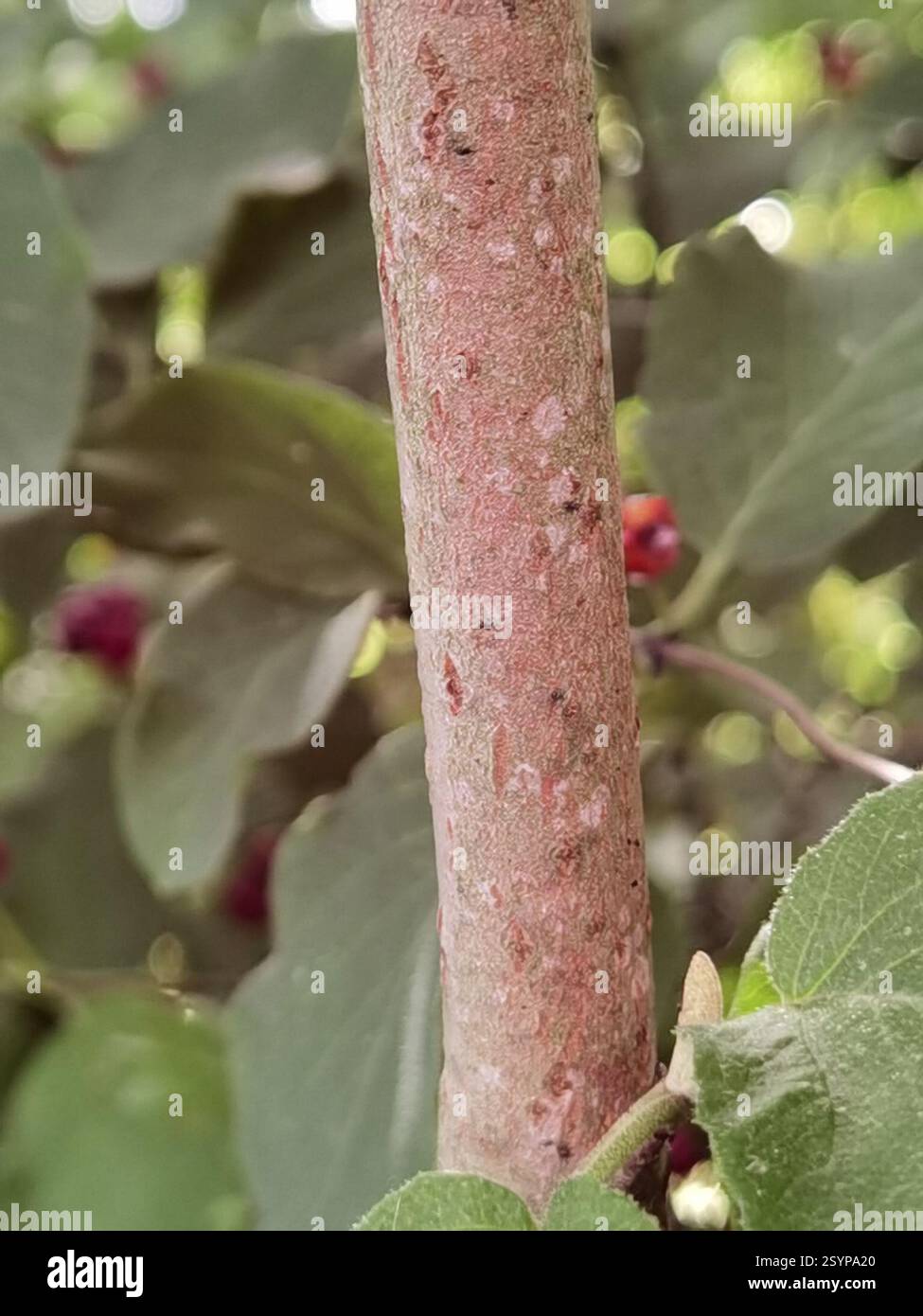 Wayfaring-tree (Viburnum lantana), Plantae, Northeim, Deutschland ...
