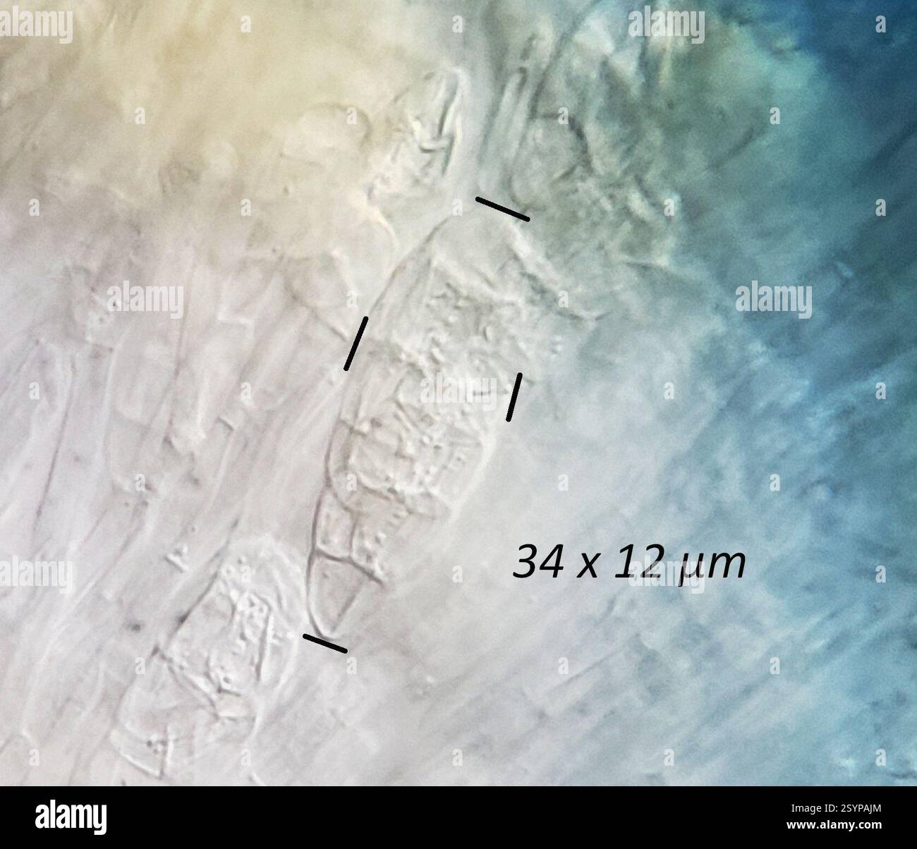 Bachman's Jelly Lichen (Enchylium bachmanianum), Fungi, Borer's Falls ...