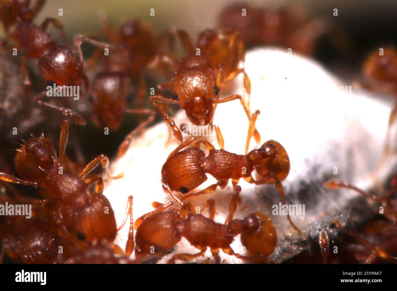 Little Fire Ant (Wasmannia auropunctata), Insecta, Araçariguama, SP ...