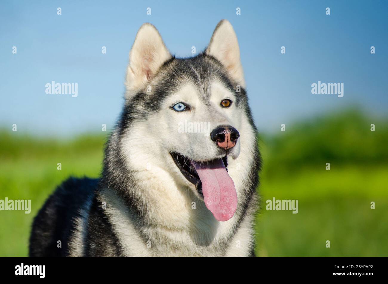 Siberian husky sits in vibrant green field under bright blue sky ...