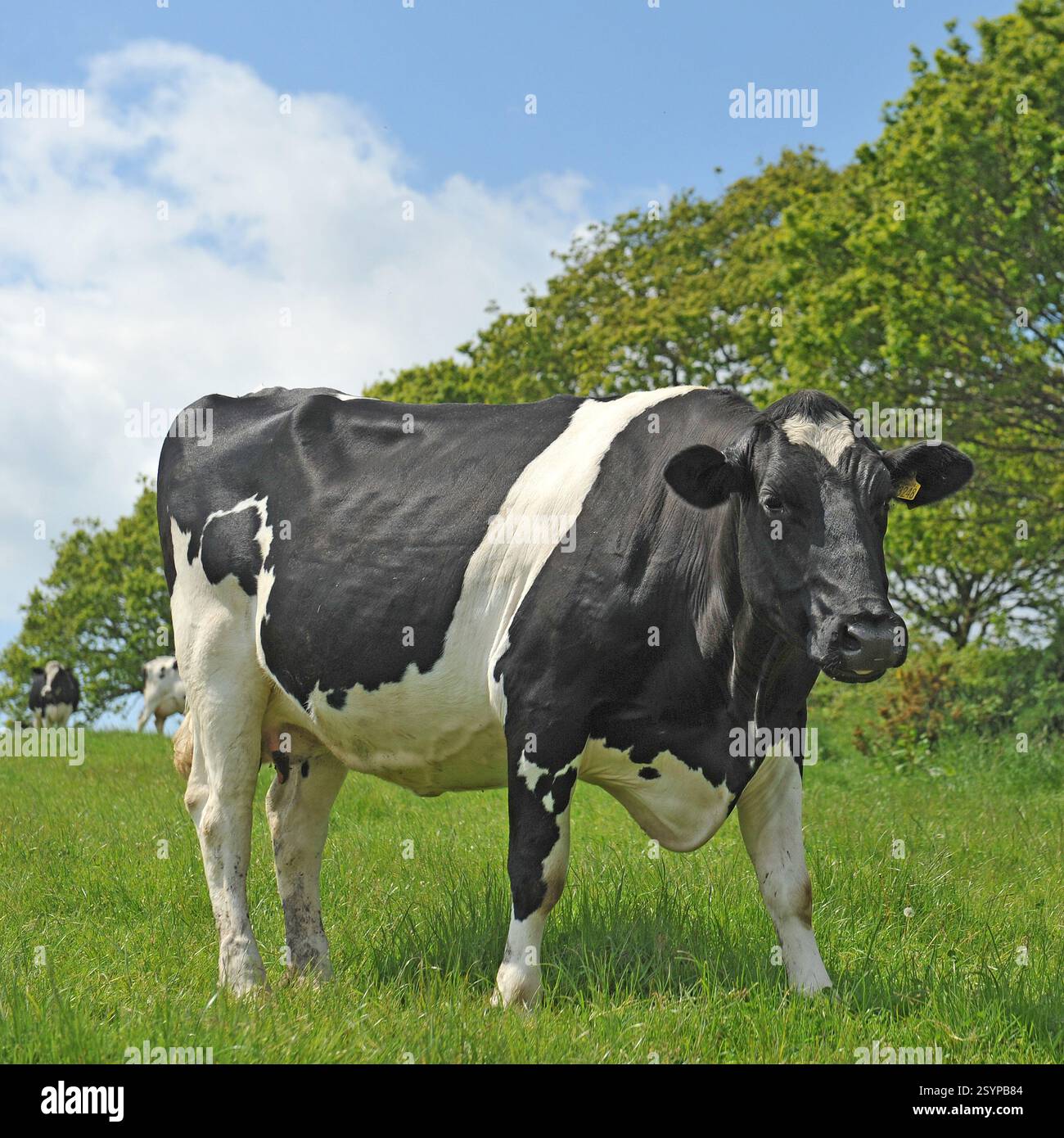 Cow walking outside in hi-res stock photography and images - Alamy