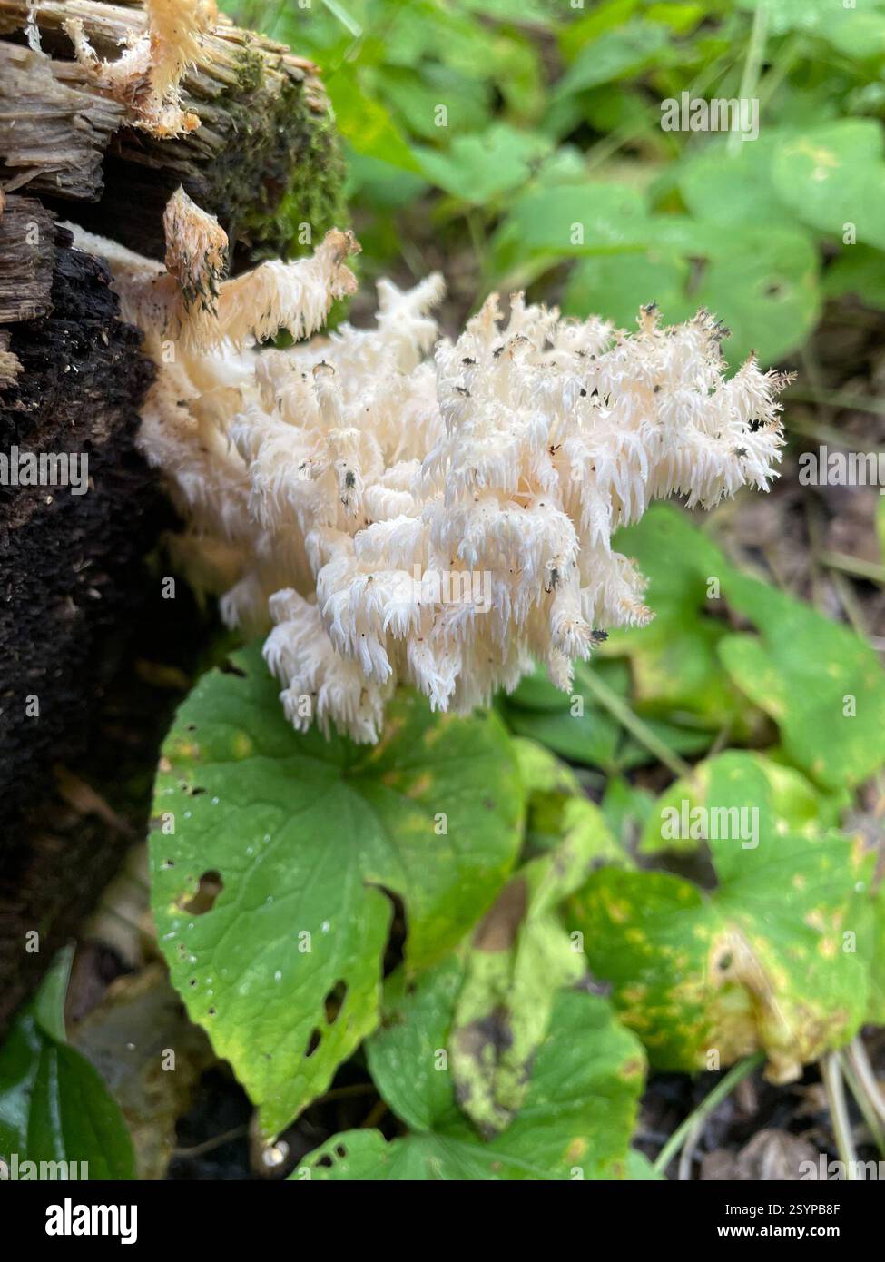 Coral tooth fungus (Hericium coralloides), Fungi, Elk Island National ...