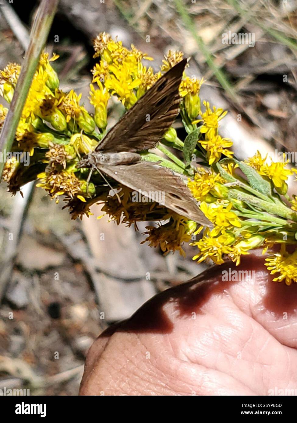 Wood-Nymphs (Cercyonis), Insecta, Meagher County, MT, USA Stock Photo ...