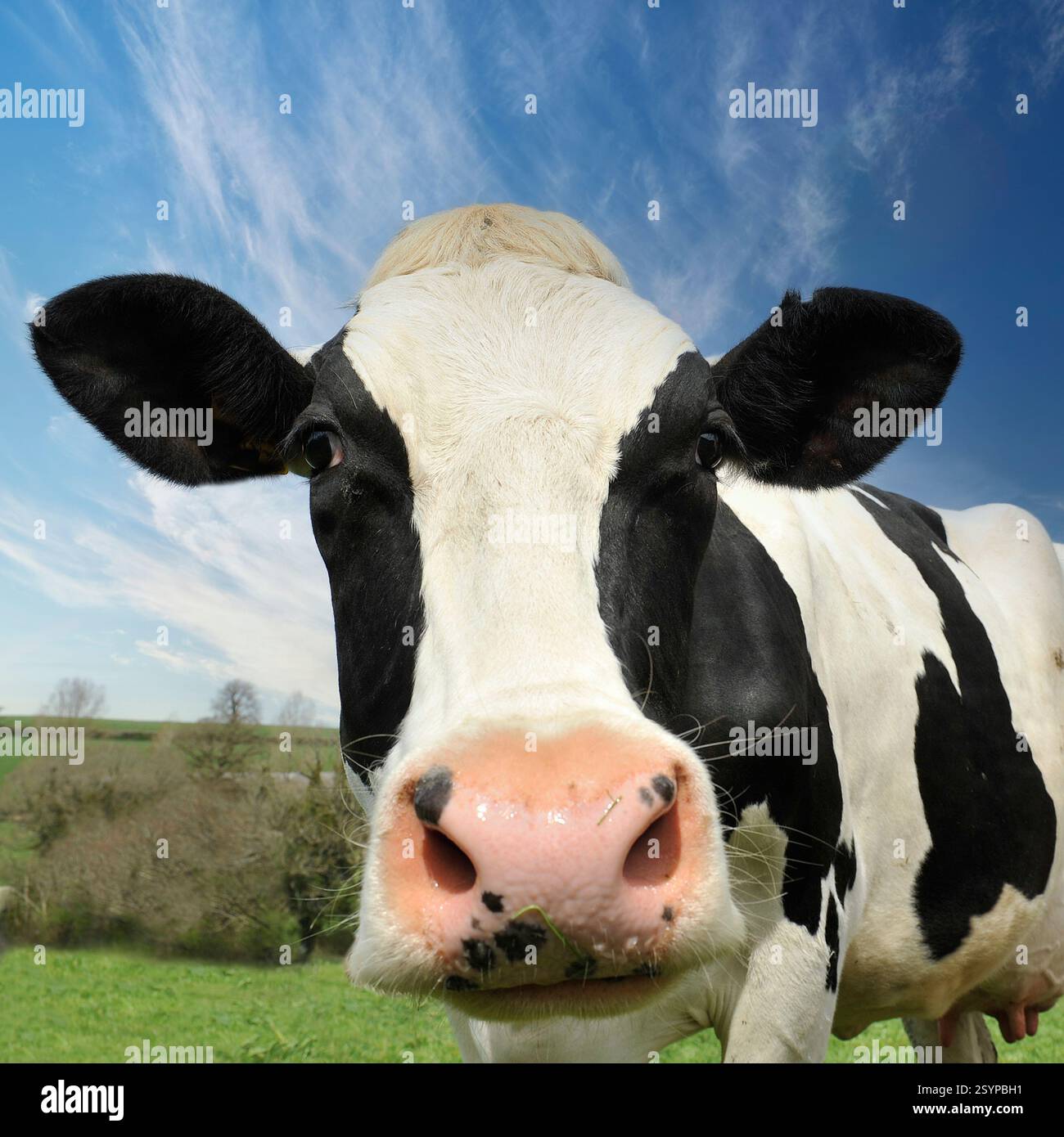 Moo cow hi-res stock photography and images - Alamy
