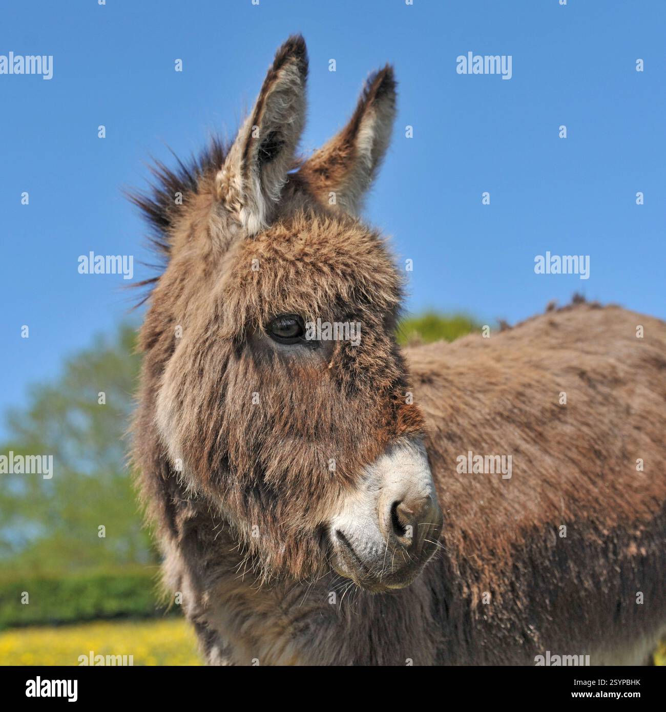 donkey looking back over its shoulder Stock Photo - Alamy