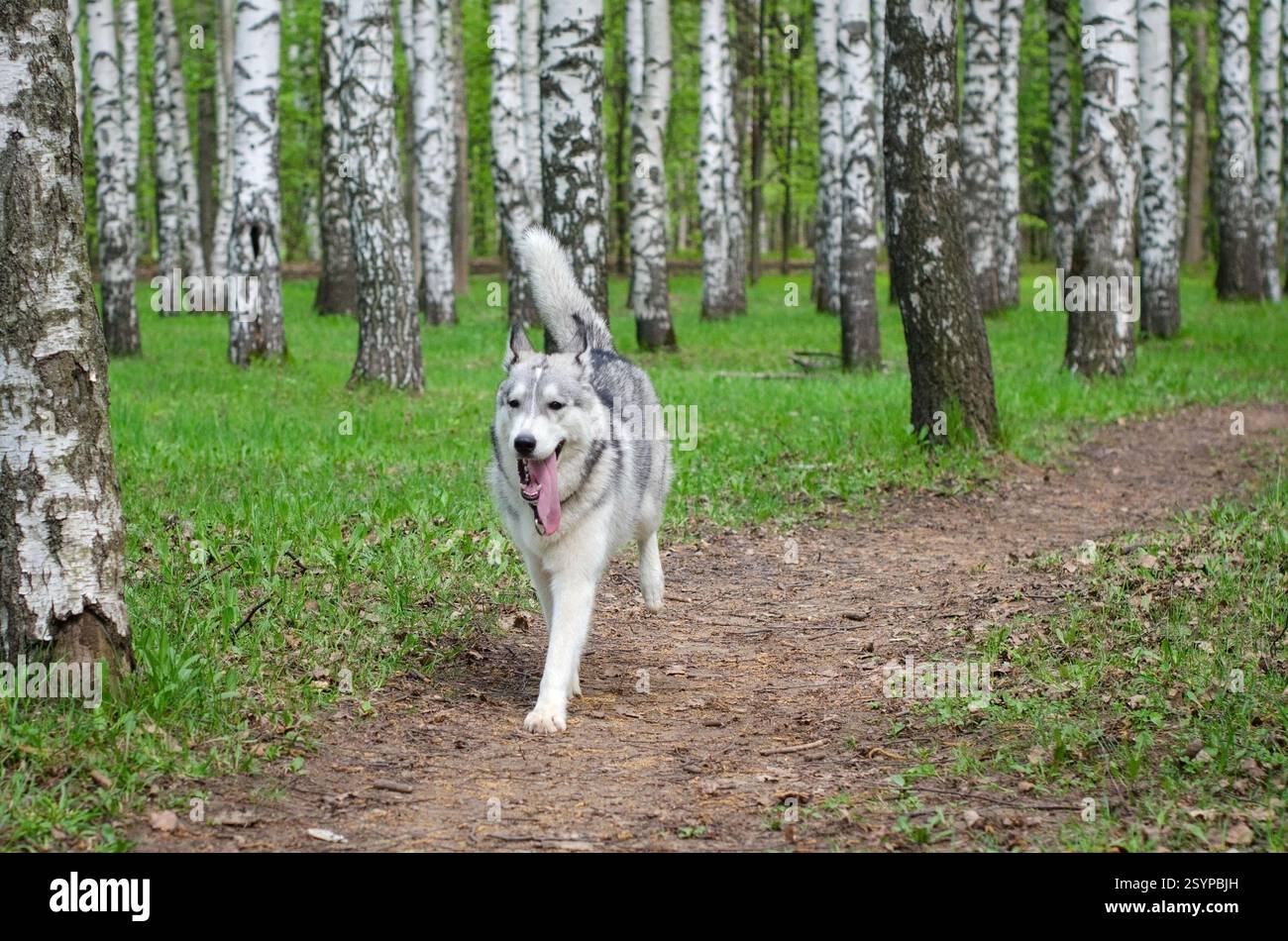 Siberian husky in mid-stride, running along narrow dirt path ...