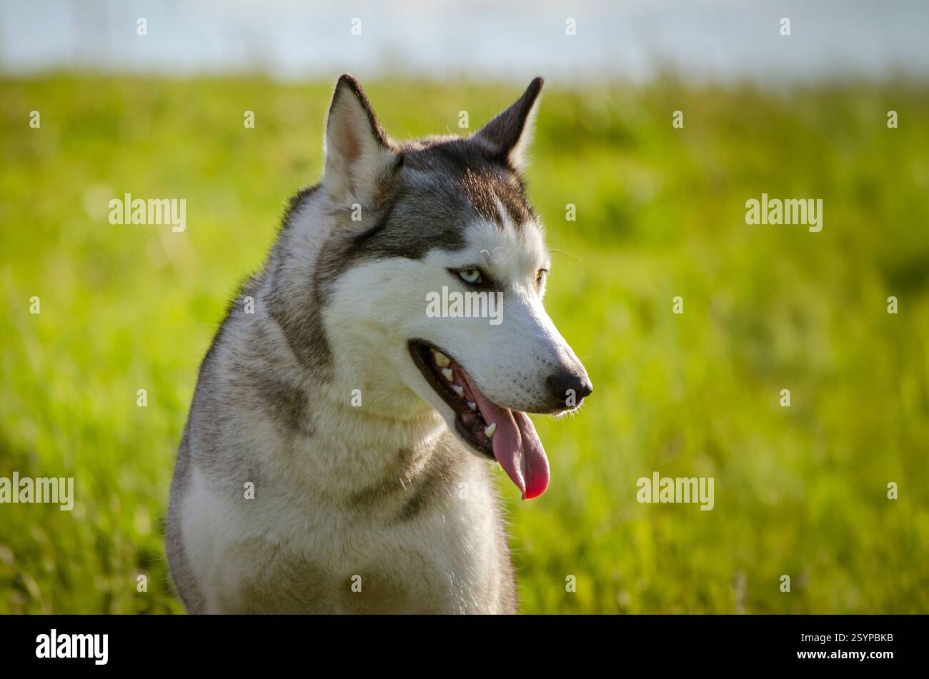 Siberian husky stands in lush green field, tongue out, under bright ...