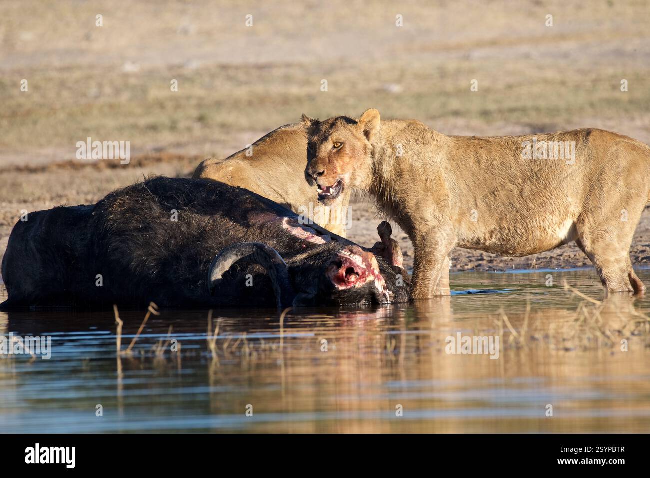 Lion (Panthera leo), on buffalo kill, Chobe national park, Botswana Stock Photo - Alamy