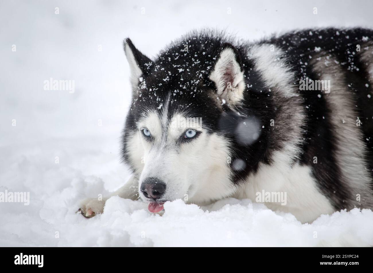 Siberian husky lying on snow, gazing intently with striking blue eyes ...