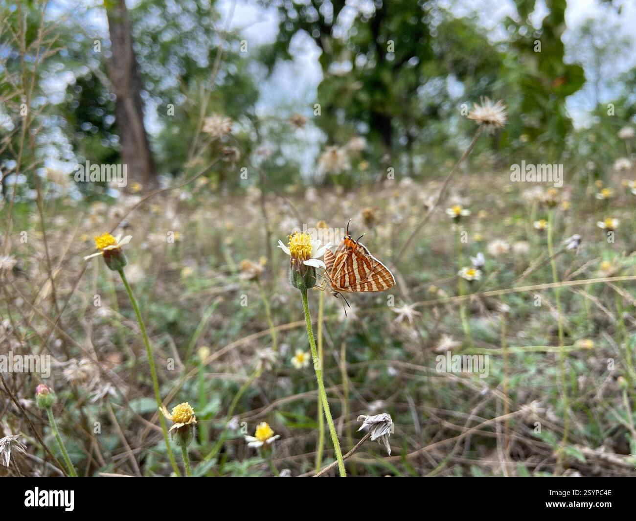 Silverlines (Cigaritis), Insecta, Dolvan, Tapi, GJ, IN Stock Photo - Alamy