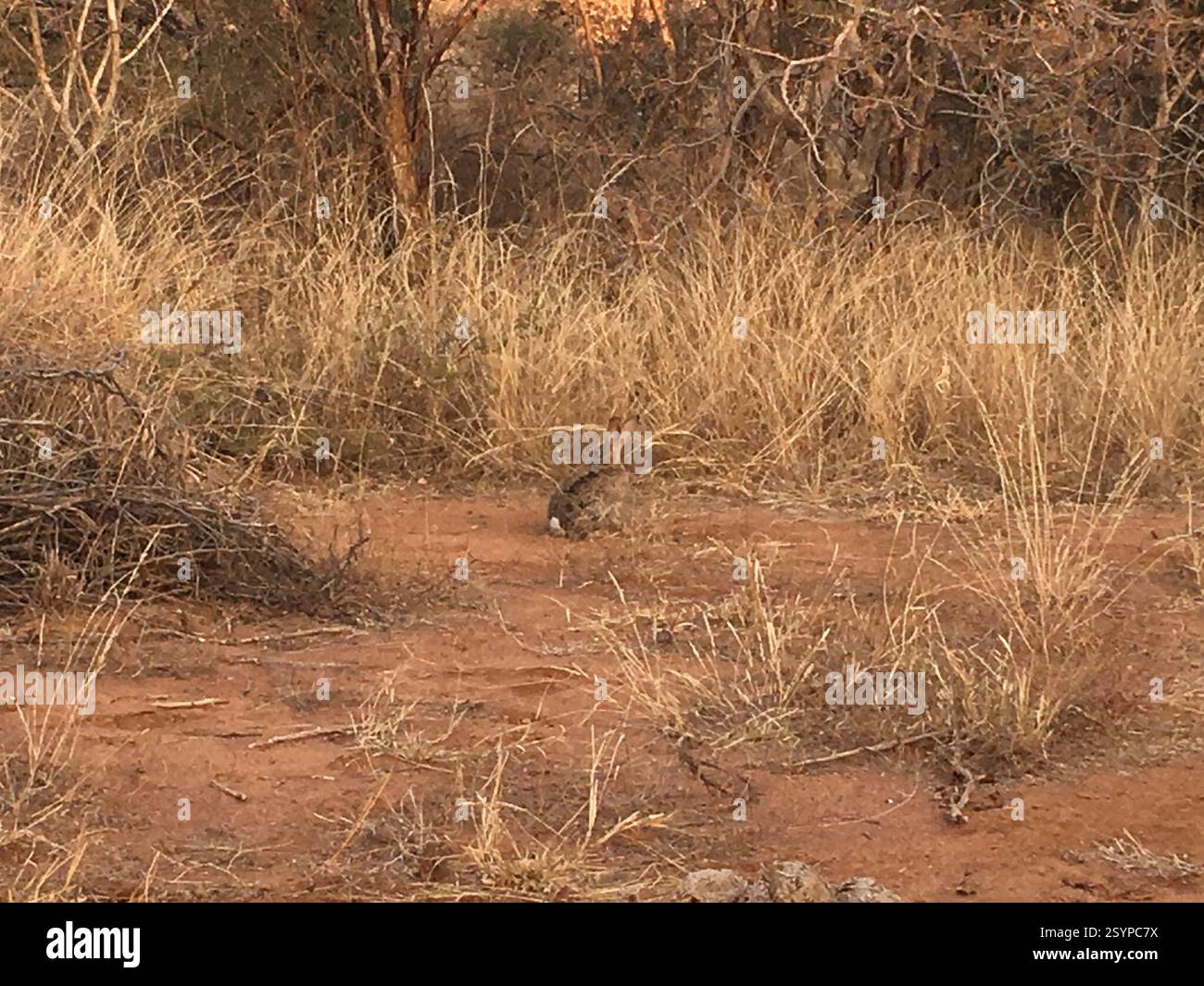 African Savanna Hare (Lepus microtis), Mammalia, Ngaka Modiri Molema ...