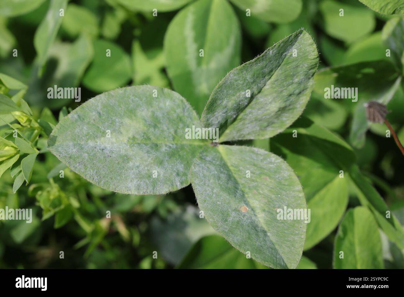 legume powdery mildew group (Erysiphe pisi), Fungi, Home & Bargains Car ...