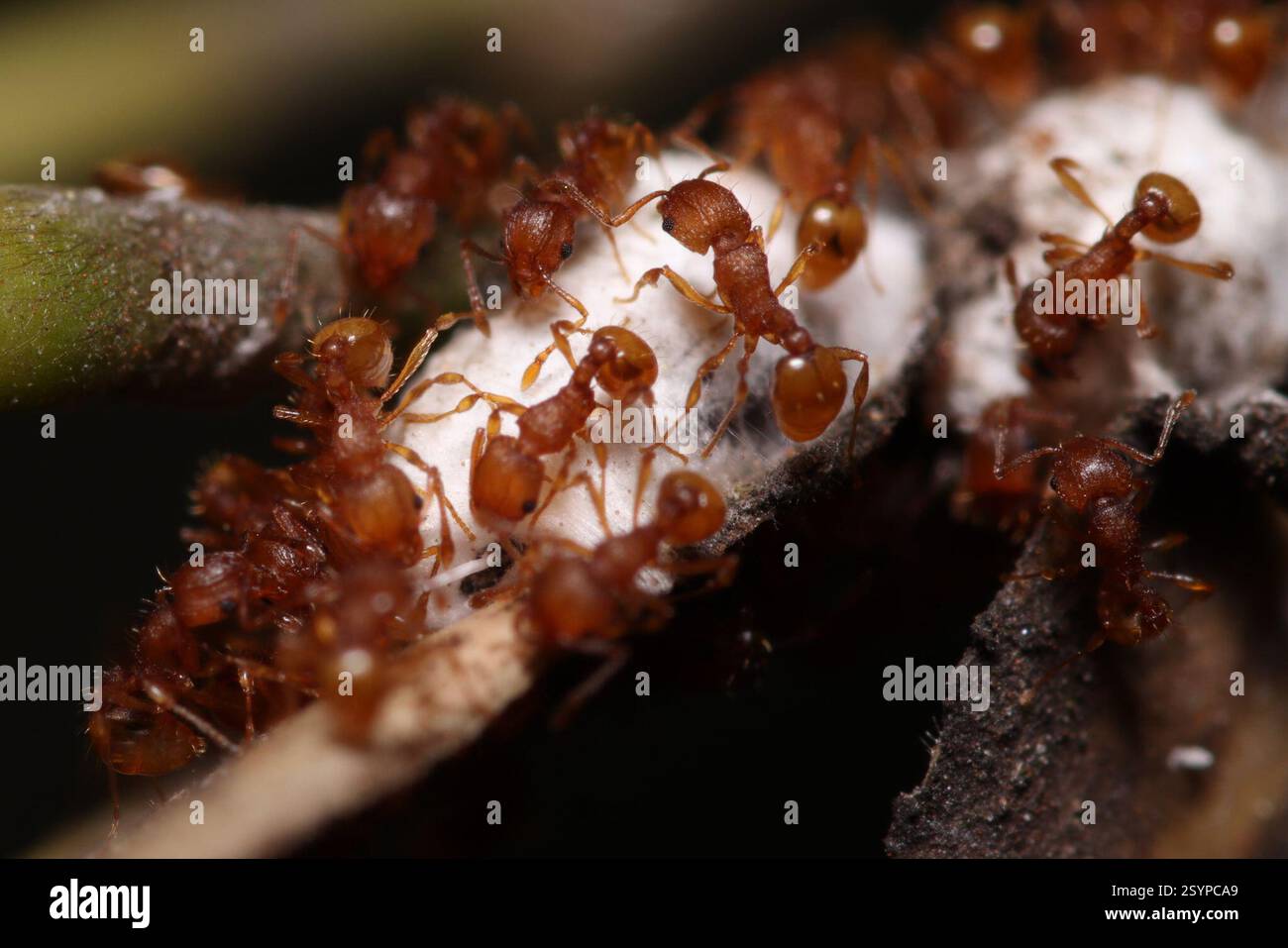 Little Fire Ant (Wasmannia auropunctata), Insecta, Araçariguama, SP ...