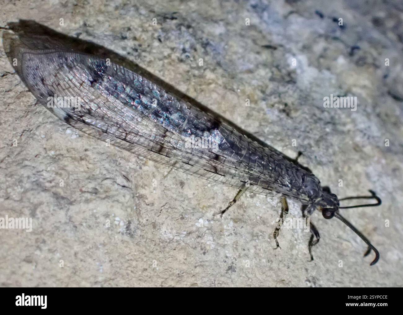 Four-spotted antlion (Distoleon tetragrammicus), Insecta, Cadouin, Le ...