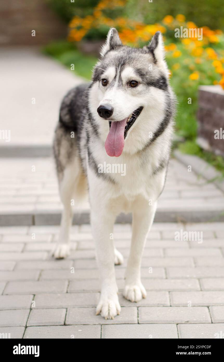 Siberian husky stands alert on brick path. Bright flowers line ...