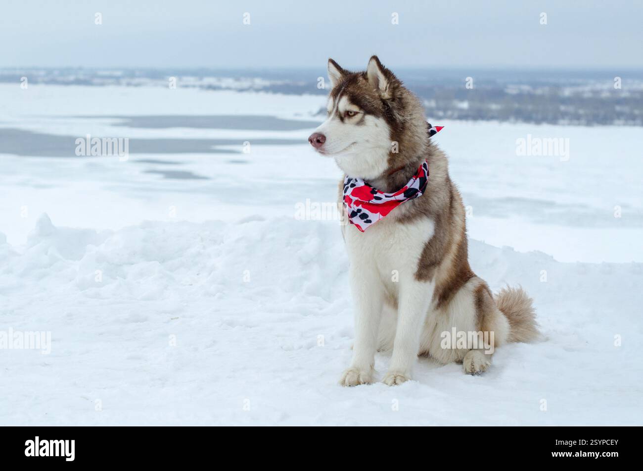 Husky sits on snow-covered terrain wearing red bandana. Overcast sky ...