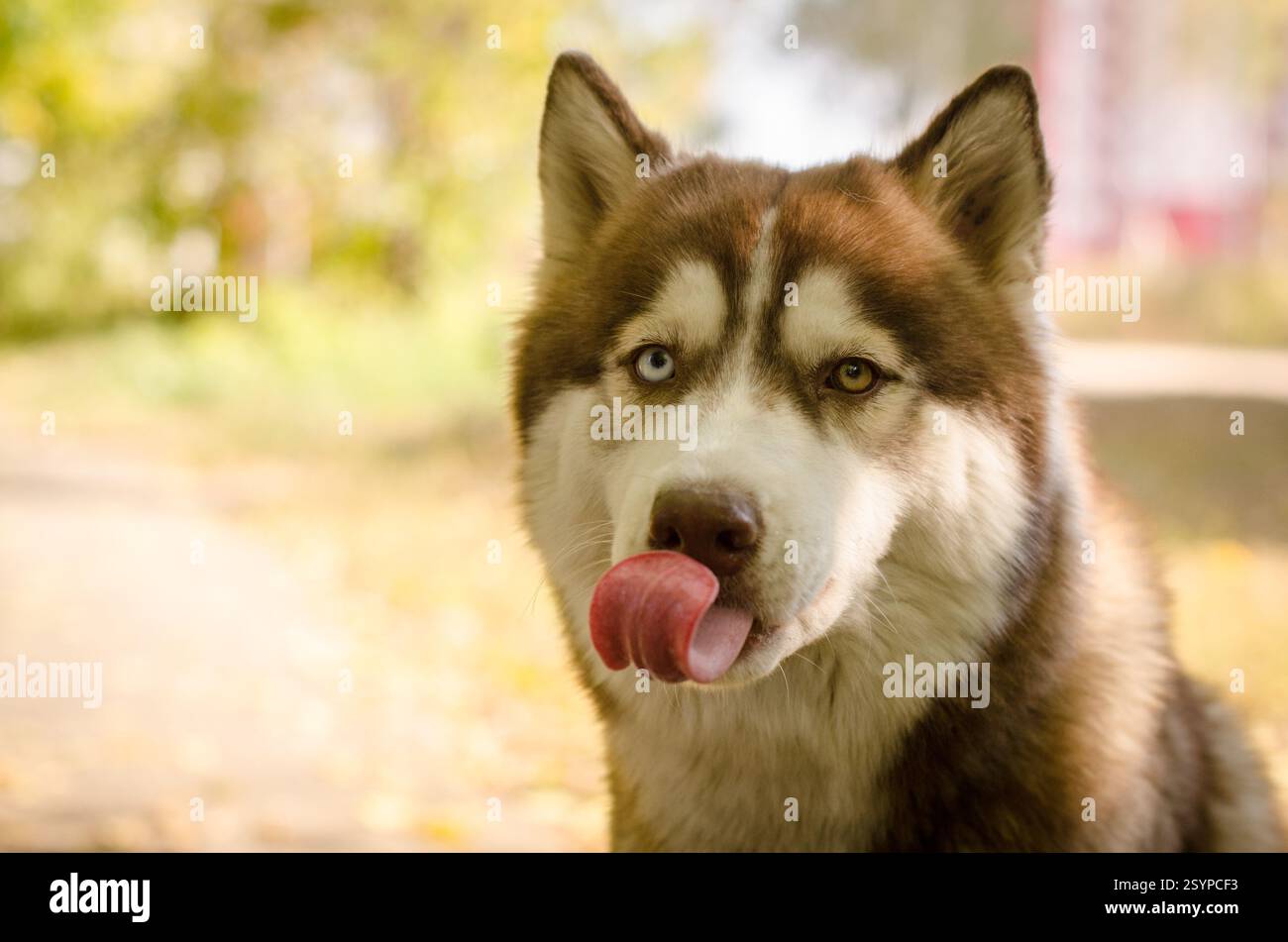 Husky features striking heterochromia, surrounded by lush park greenery. Warm sunlight casts ...