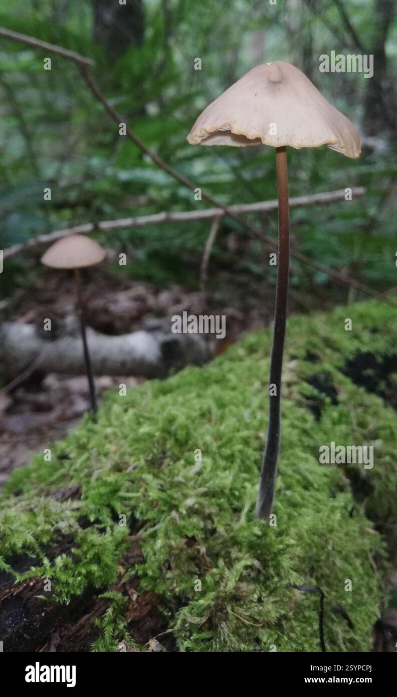 (Mycetinis), Fungi, Ballenstedt, Germany, Strong smell of garlic ...