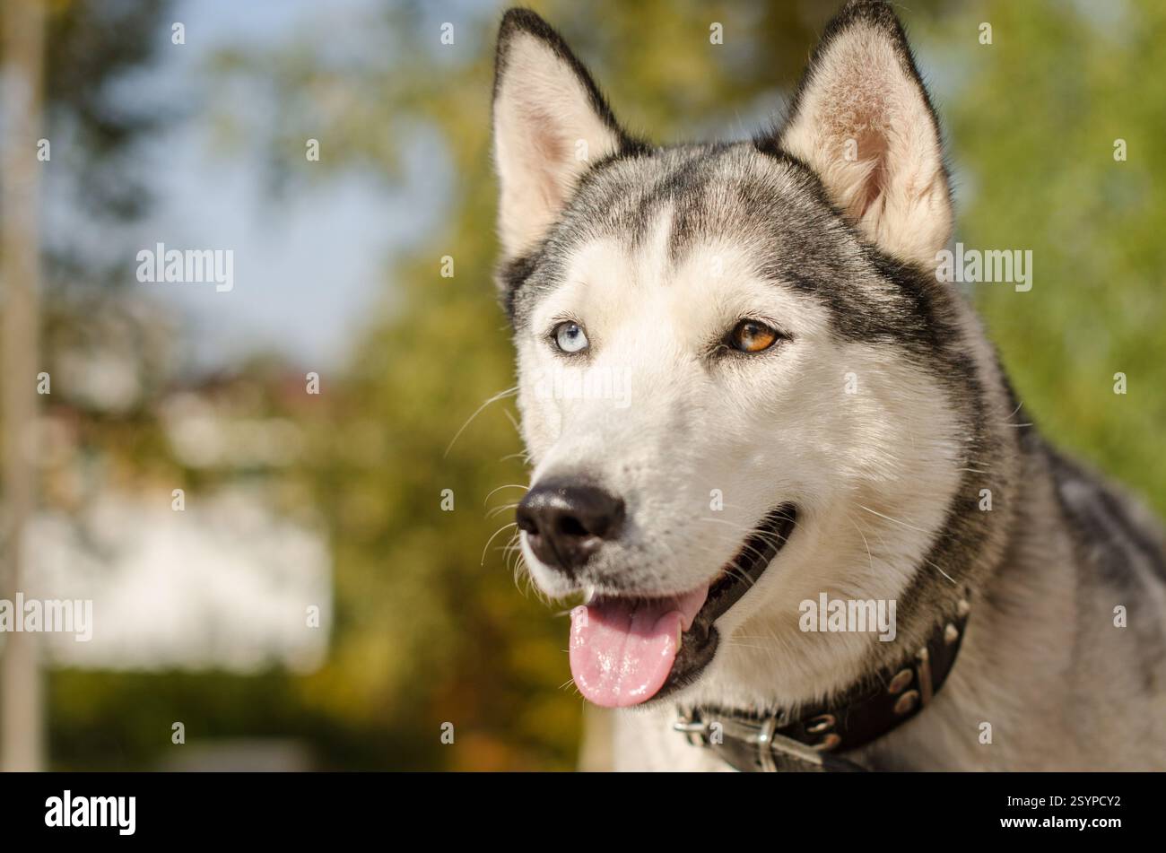 Close-up of siberian husky with striking heterochromia. Sunlight ...